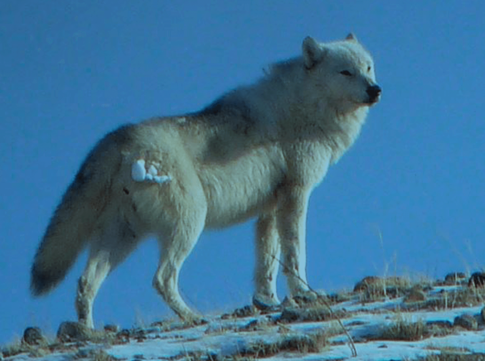 Our Mission is to Protect & Defend Yellowstone & Rocky Mountain Wolves