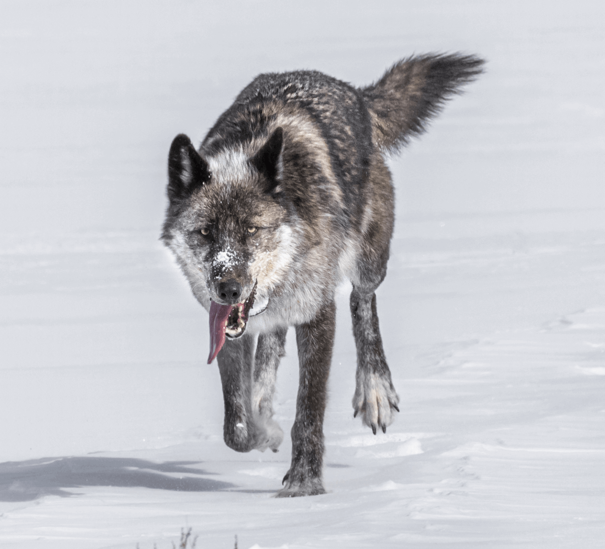 Our Mission is to Protect & Defend Yellowstone & Rocky Mountain Wolves